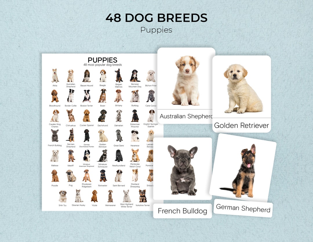 PUPPIES, DOG BREEDS, Poster, Montessori Cards, Flash Cards, Three Part ...