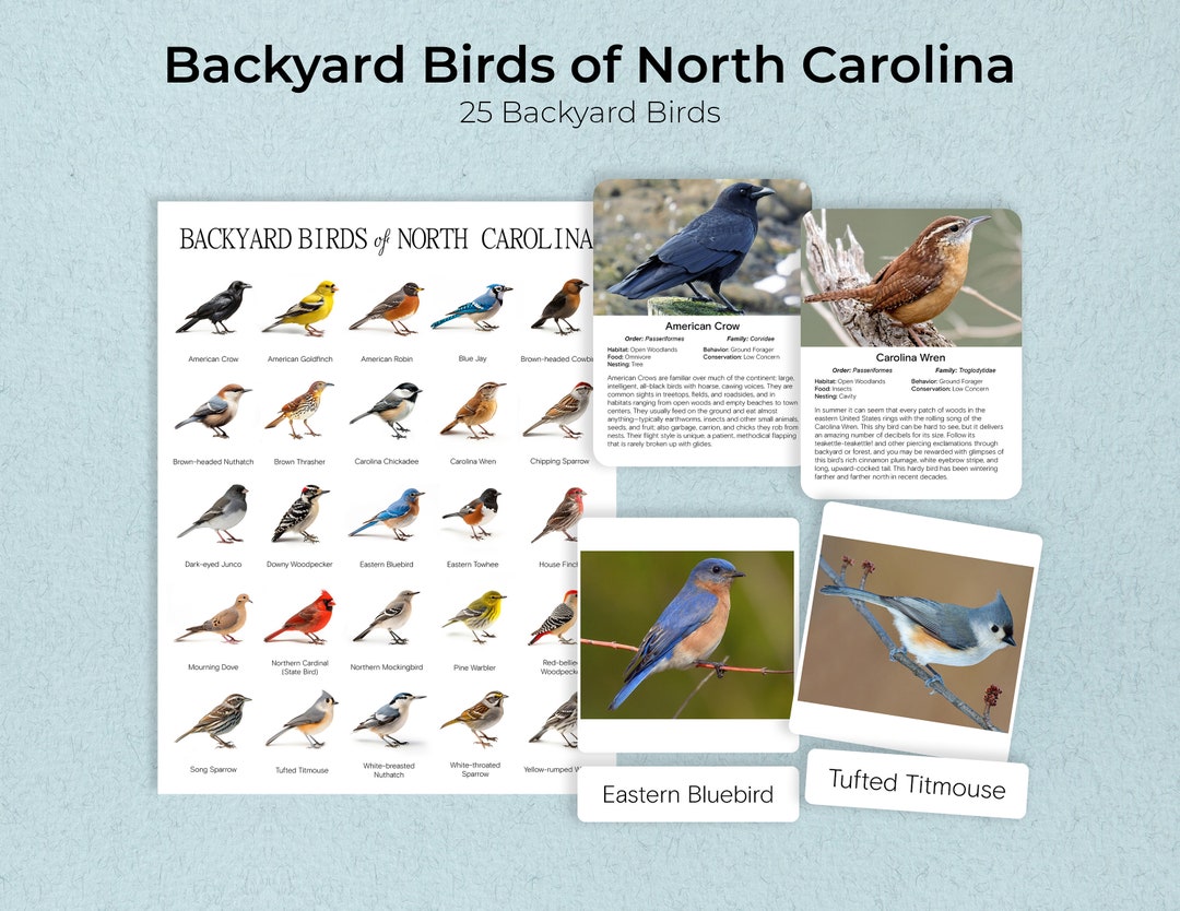 BACKYARD Birds of NORTH CAROLINA + Poster, Facts & Picture, Montessori ...