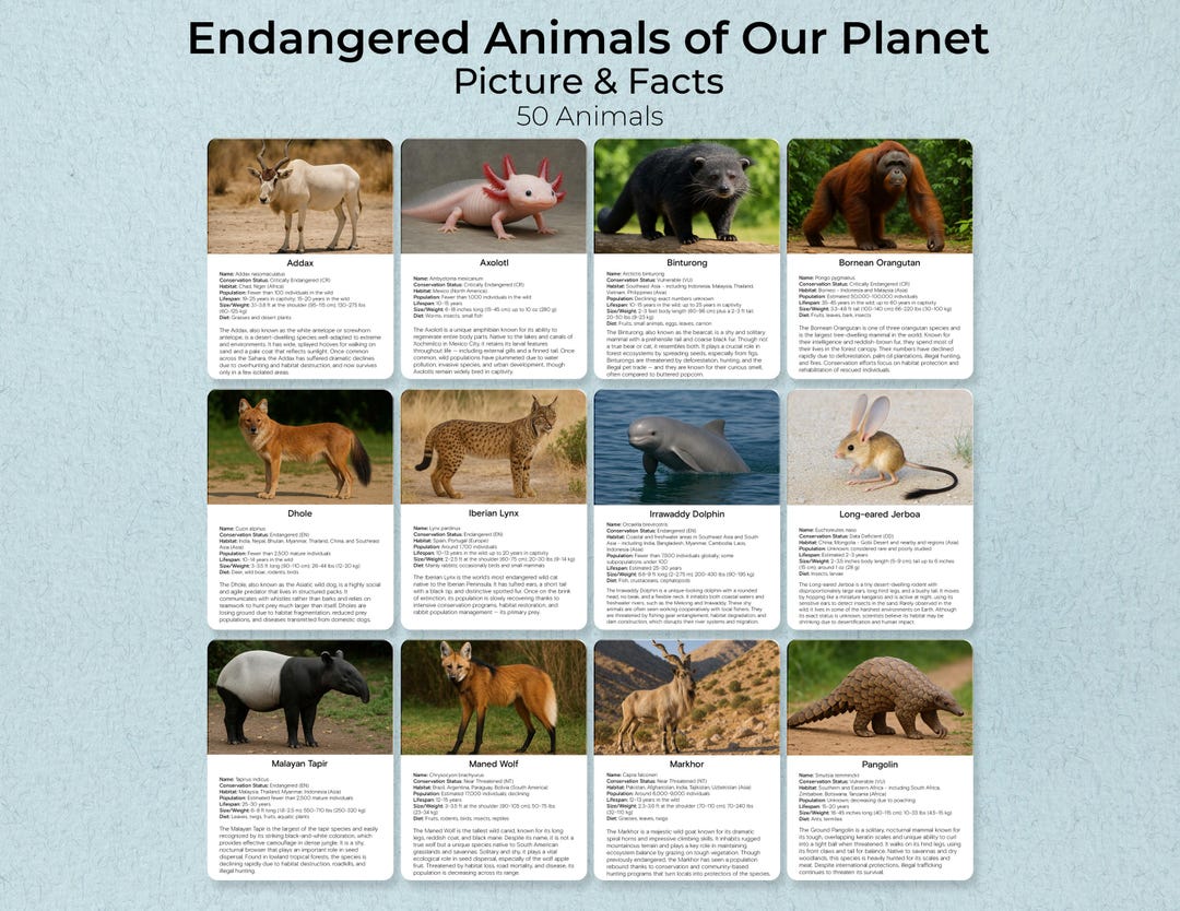 Endangered Animals Flashcards: Montessori Learning Cards (PDF) - Etsy