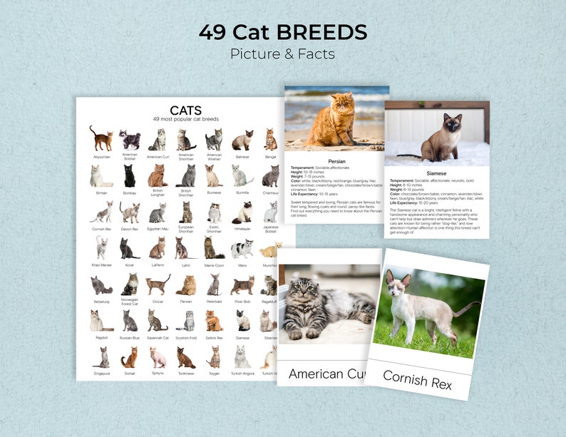 CAT BREEDS + Poster, Facts & Picture, Montessori Cards, Flash Cards ...