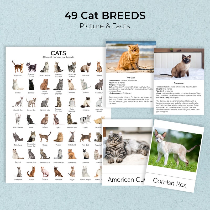 Breeds of Cats Poster - Etsy