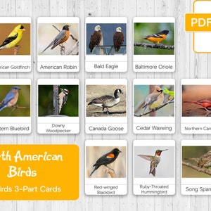 North American Birds Montessori Cards: Flash Cards (PDF) - Etsy