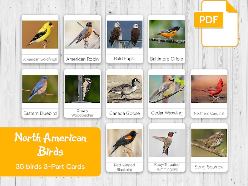 North American Birds Montessori Cards: Flash Cards (PDF) - Etsy