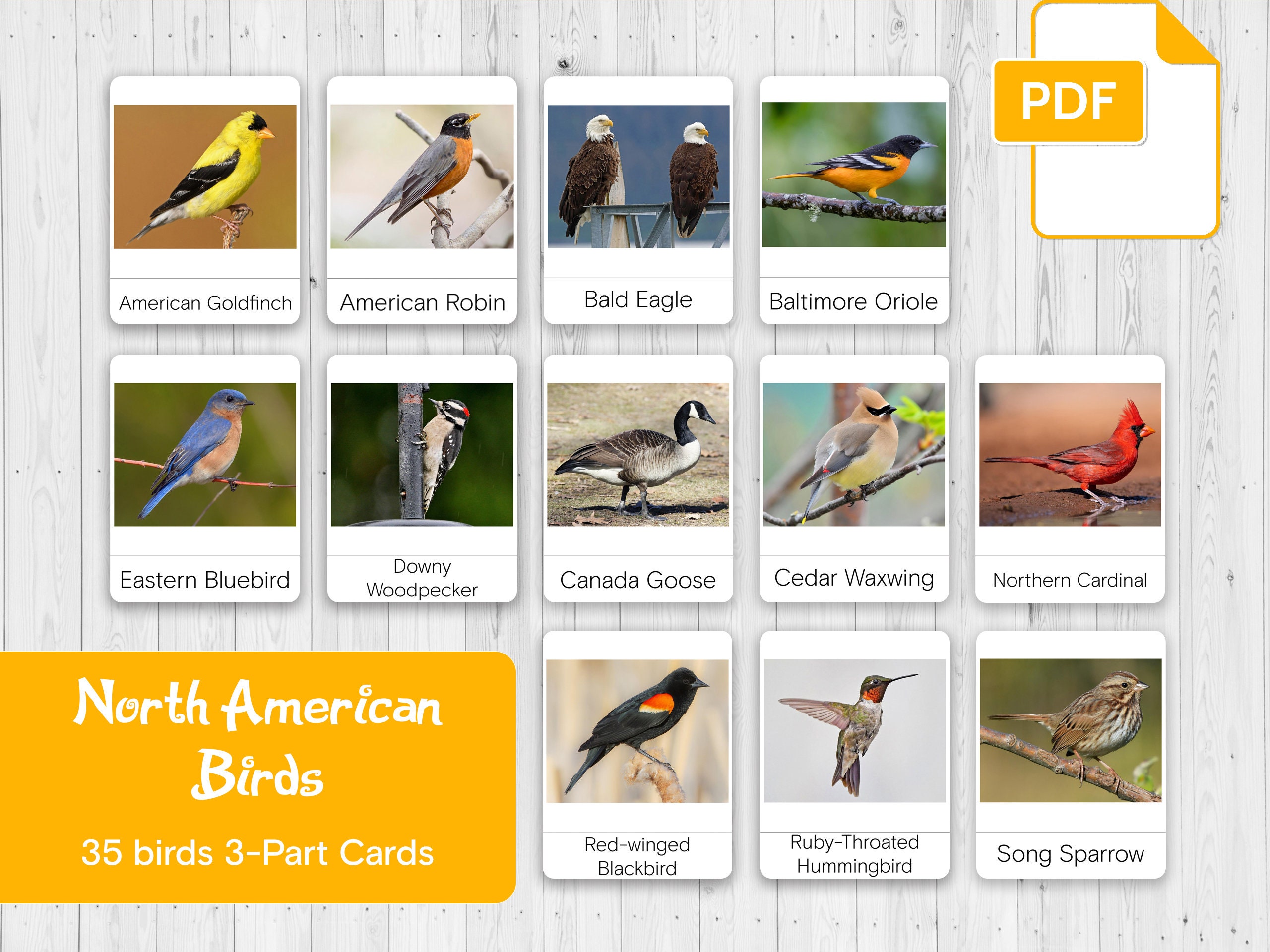 NORTH AMERICAN BIRDS Pack,facts & Picture, Montessori Cards, Flash ...