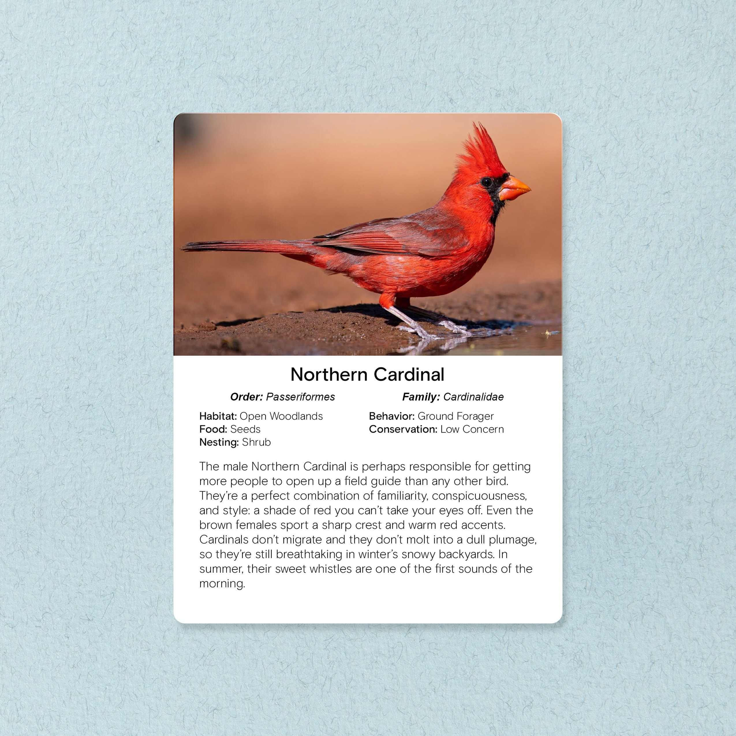North American Birds Montessori Cards: Flash Cards (PDF) - Etsy