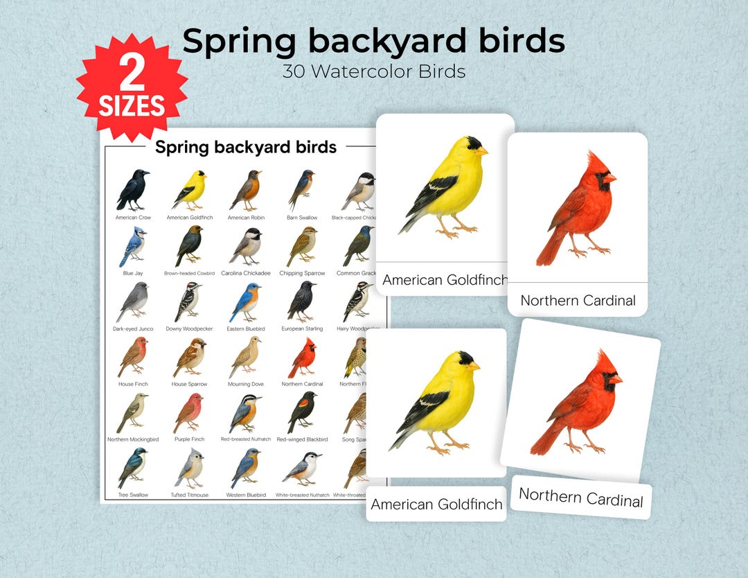 Spring Backyard Birds Printable, 30 Watercolor Bird Flashcards, Bird ID ...