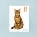 Watercolor Cat Breeds Alphabet Poster: A-Z Flashcards (PDF Pattern) - Etsy