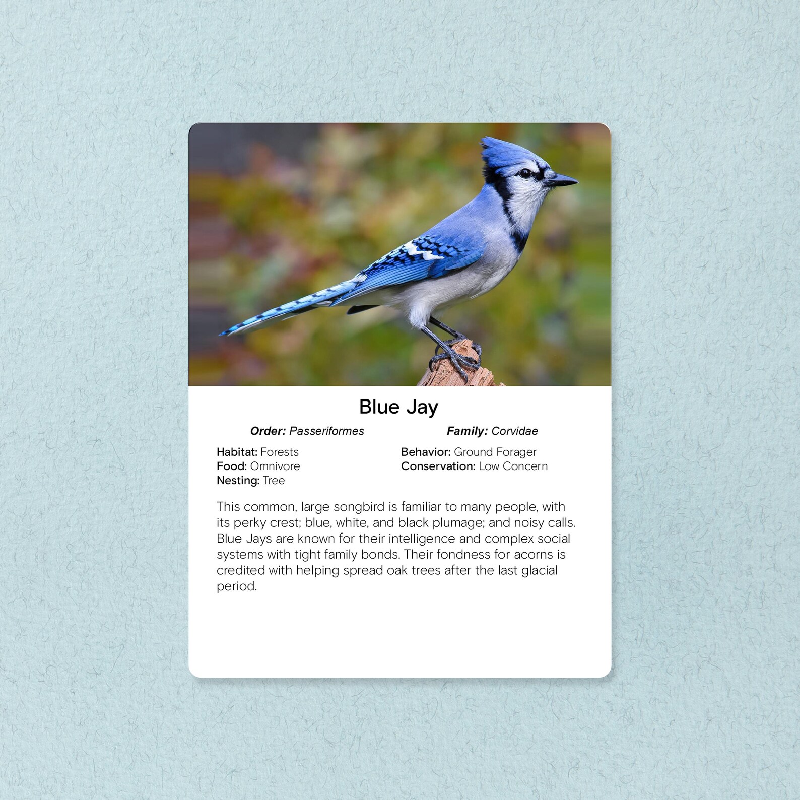 North American Birds Montessori Cards: Flash Cards (PDF) - Etsy