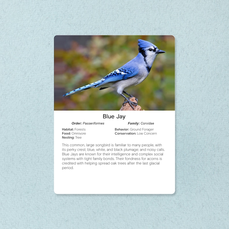 North American Birds Montessori Cards: Flash Cards (PDF) - Etsy