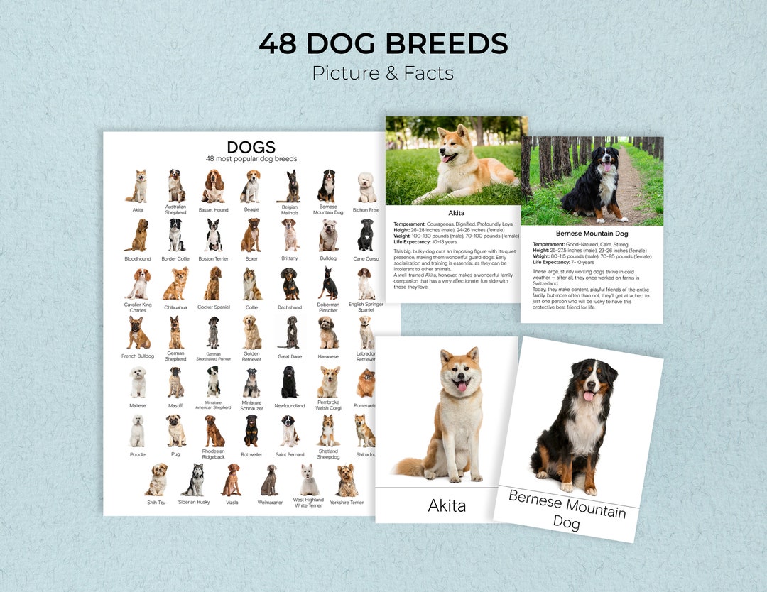 Dog Breeds Montessori Cards: Facts & Picture + Poster (printable) - Etsy UK