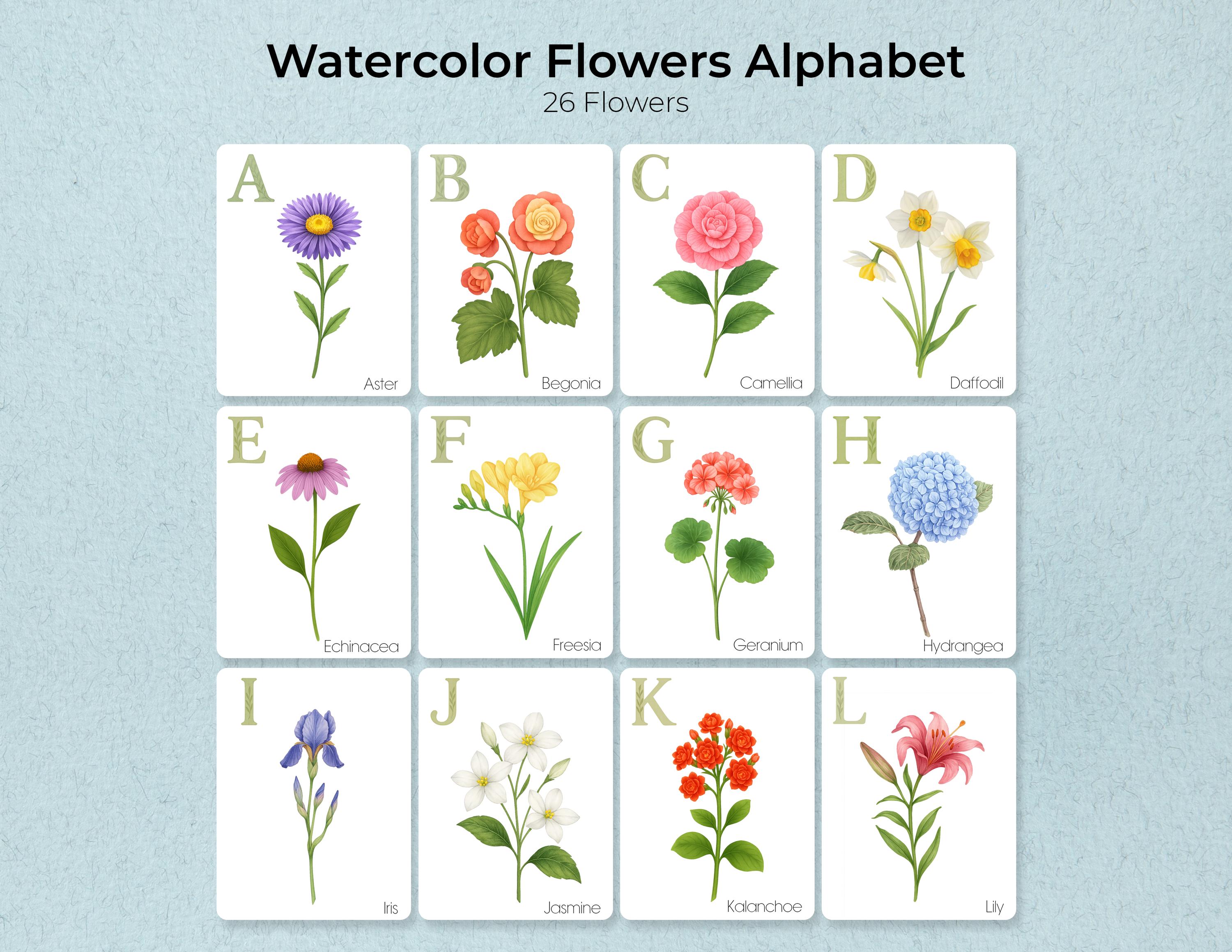 Flower Alphabet Flash Cards, Flowers of the World Alphabet, Alphabet ...