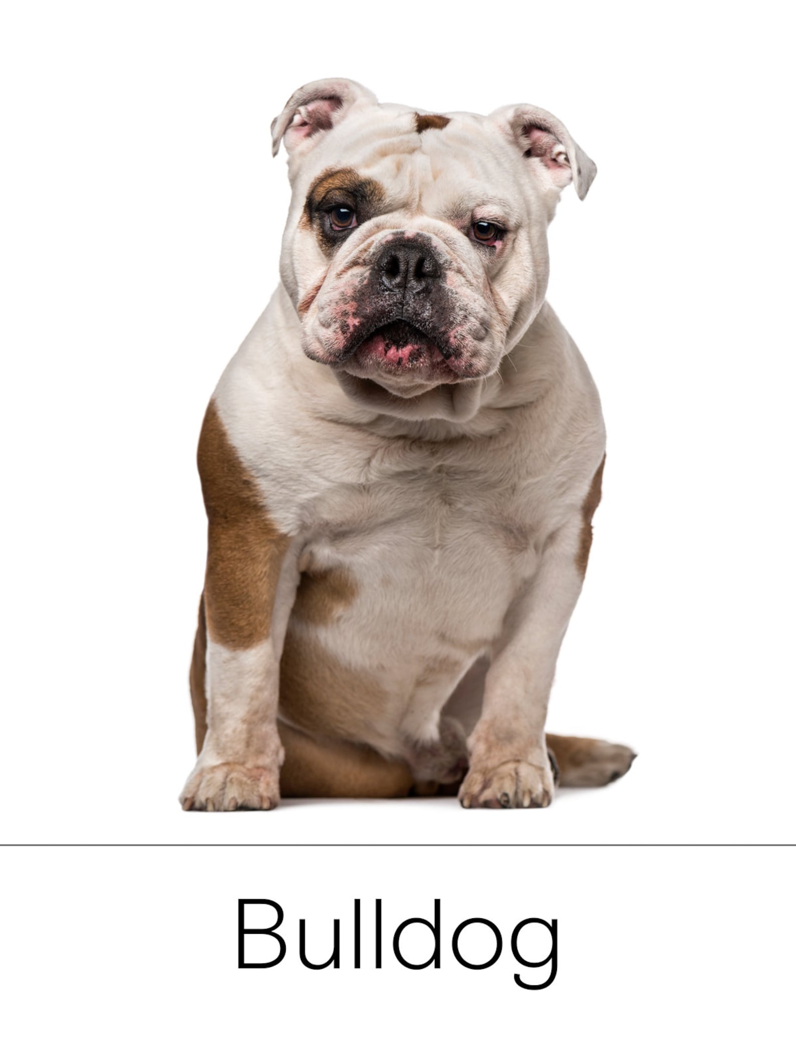 DOG BREEDS, Montessori 3 Part Cards and Fact Cards, Montessori Cards ...