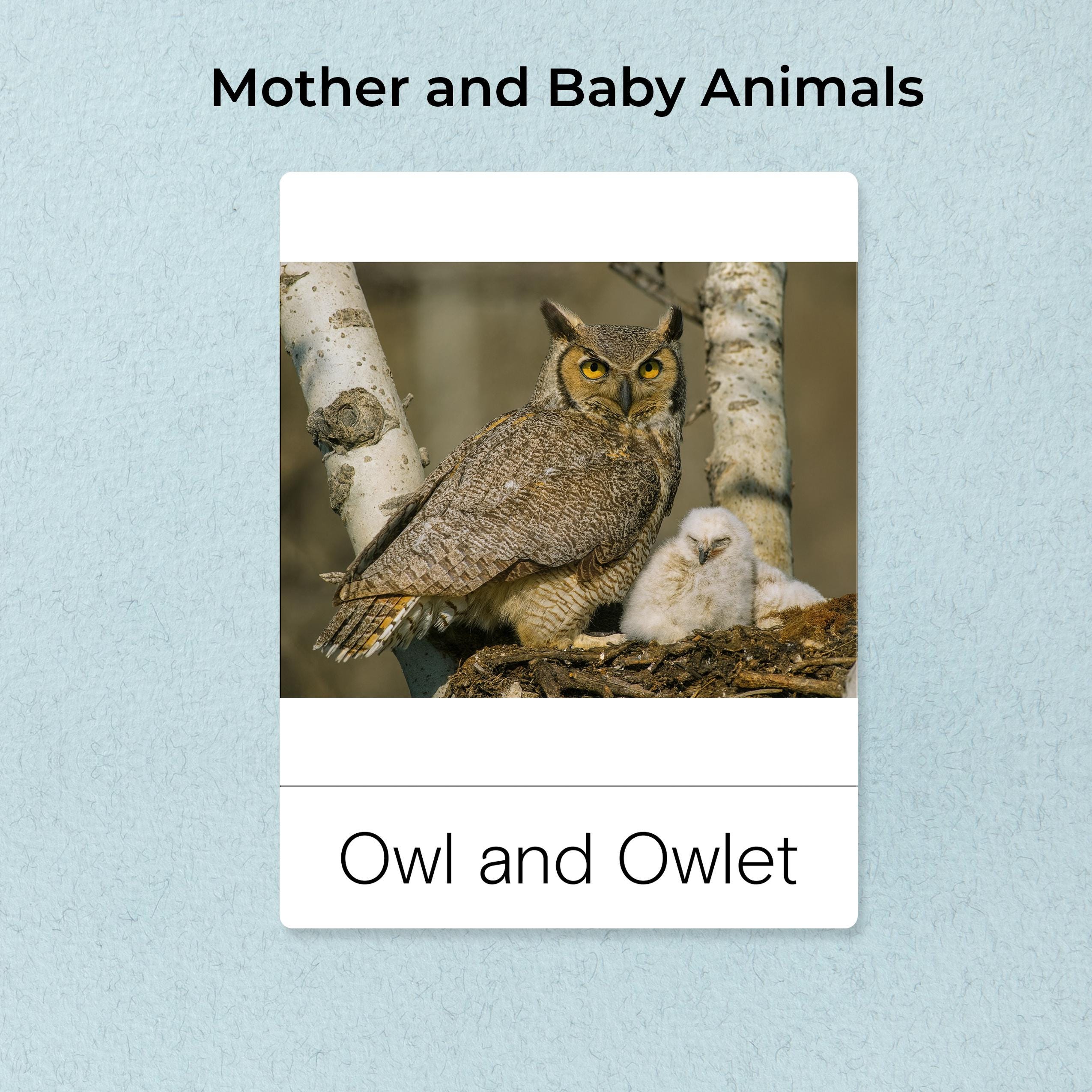 Mother and Baby Animals Flashcards, Montessori Homeschool Printable ...
