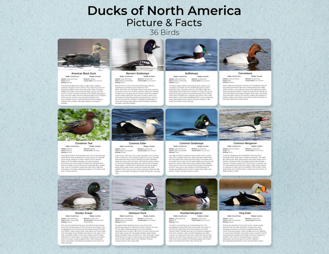 Ducks of North America Montessori Cards: Facts & Pictures (PDF) - Etsy