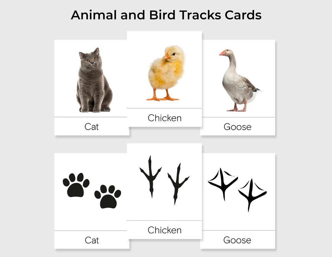 Animal Tracks Matching Cards, Montessori Nature Study (PDF) - Etsy