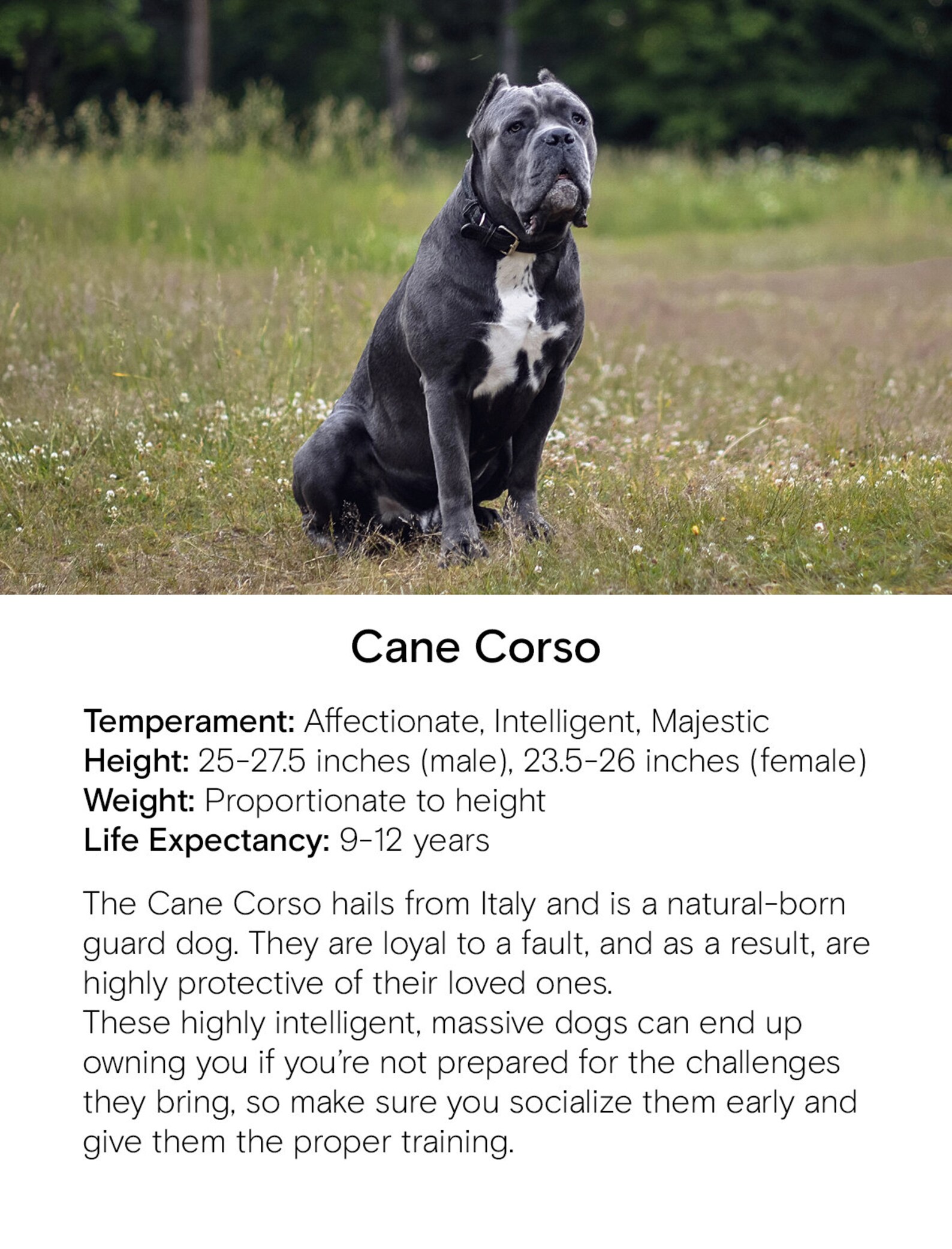 DOG BREEDS, Montessori 3 Part Cards and Fact Cards, Montessori Cards ...