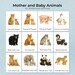 Mother and Baby Animals Flashcards, Farm, Forest & Wild Animal Cards ...