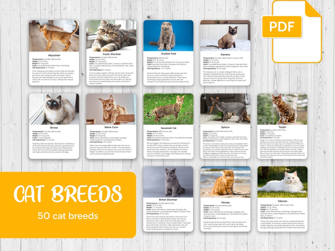 Cat Breeds Montessori Cards: 50 Breed 3-part Cards (printable PDF) - Etsy