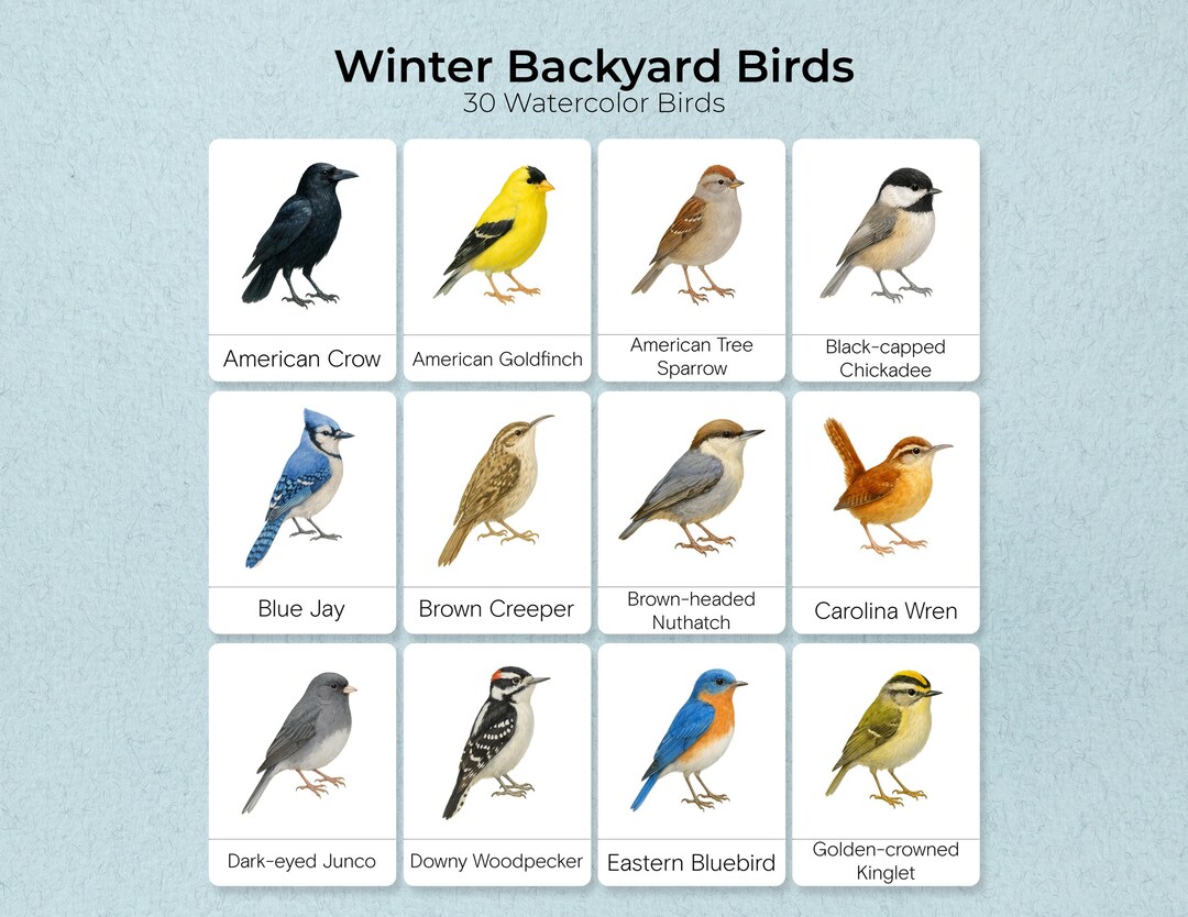 Winter Birds Flash Cards, Watercolor Backyard Birds : Montessori ...