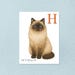 Watercolor Cat Breeds Alphabet Poster: A-Z Flashcards (PDF Pattern) - Etsy