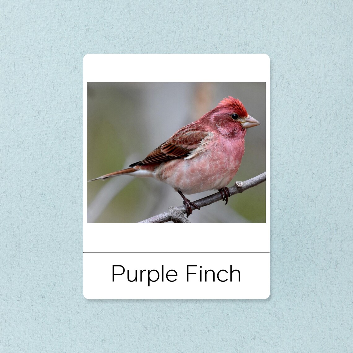 North American Birds Montessori Cards: Flash Cards (PDF) - Etsy