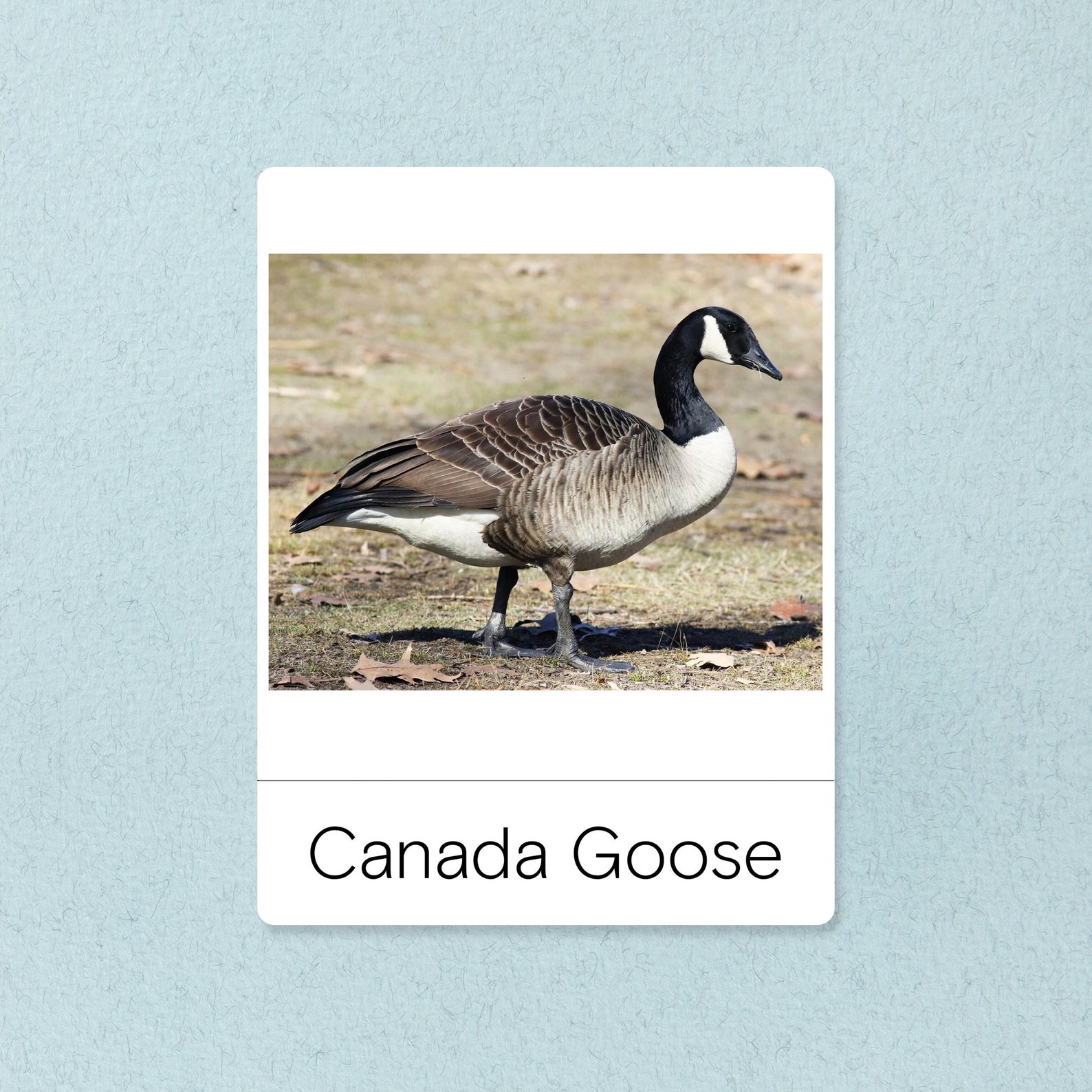 North American Birds Montessori Cards: Flash Cards (PDF) - Etsy