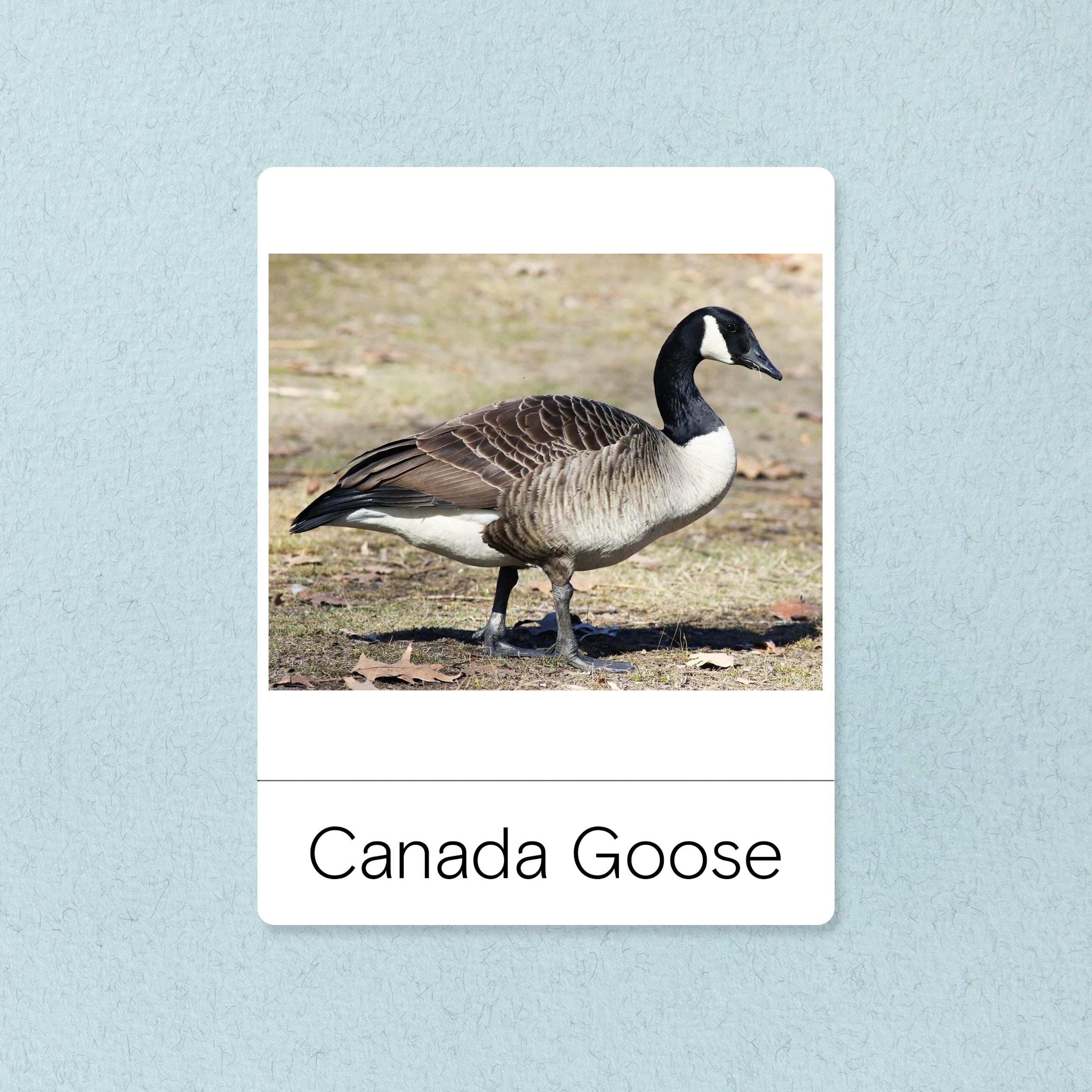 North American Birds Montessori Cards: Flash Cards (PDF) - Etsy
