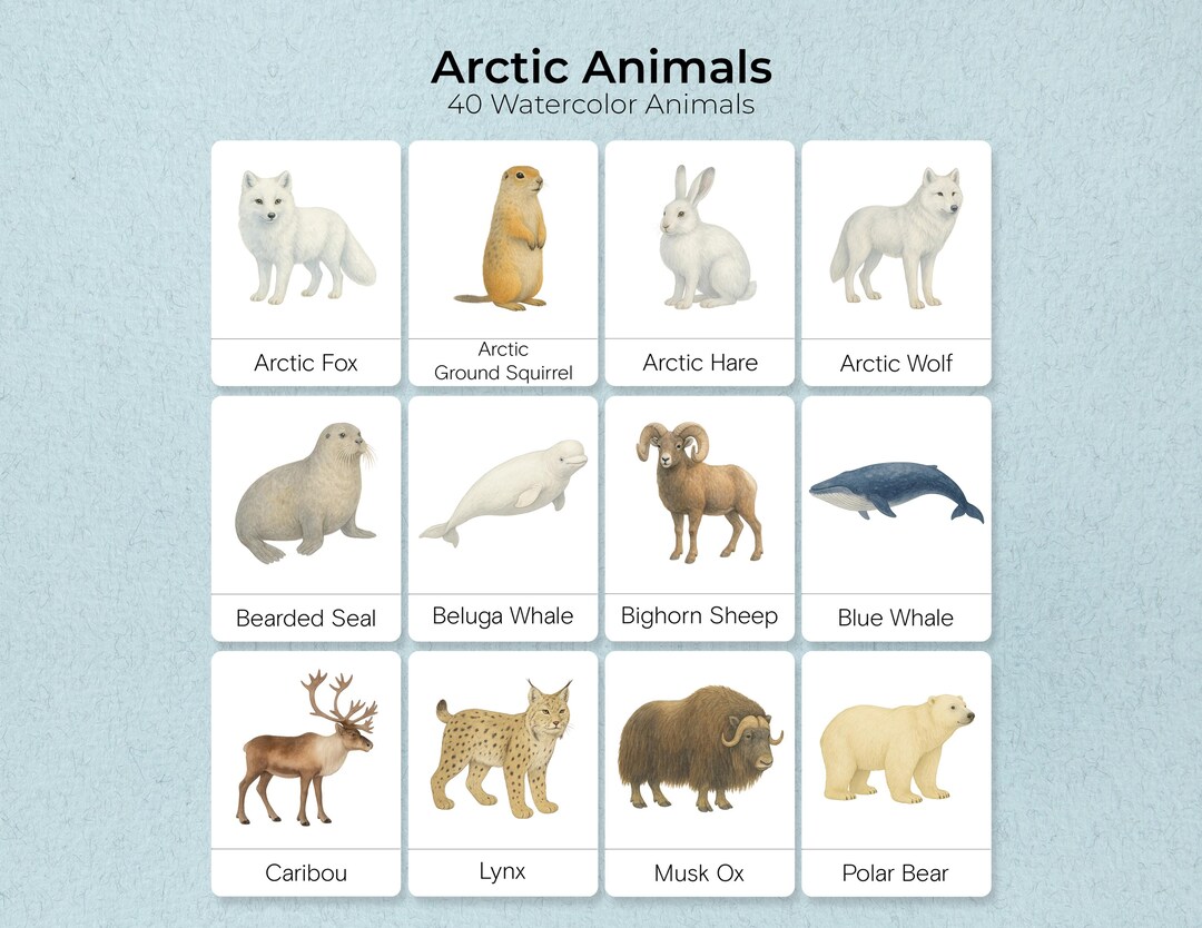 Tarjetas didácticas de animales árticos, tarjetas Montessori de ...