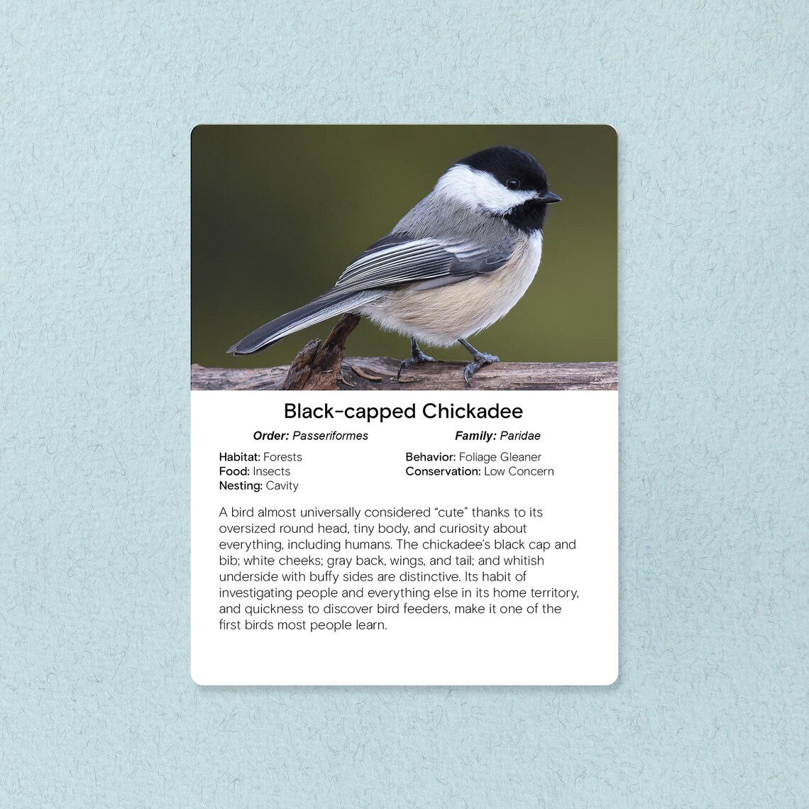 North American Birds Montessori Cards: Flash Cards (PDF) - Etsy