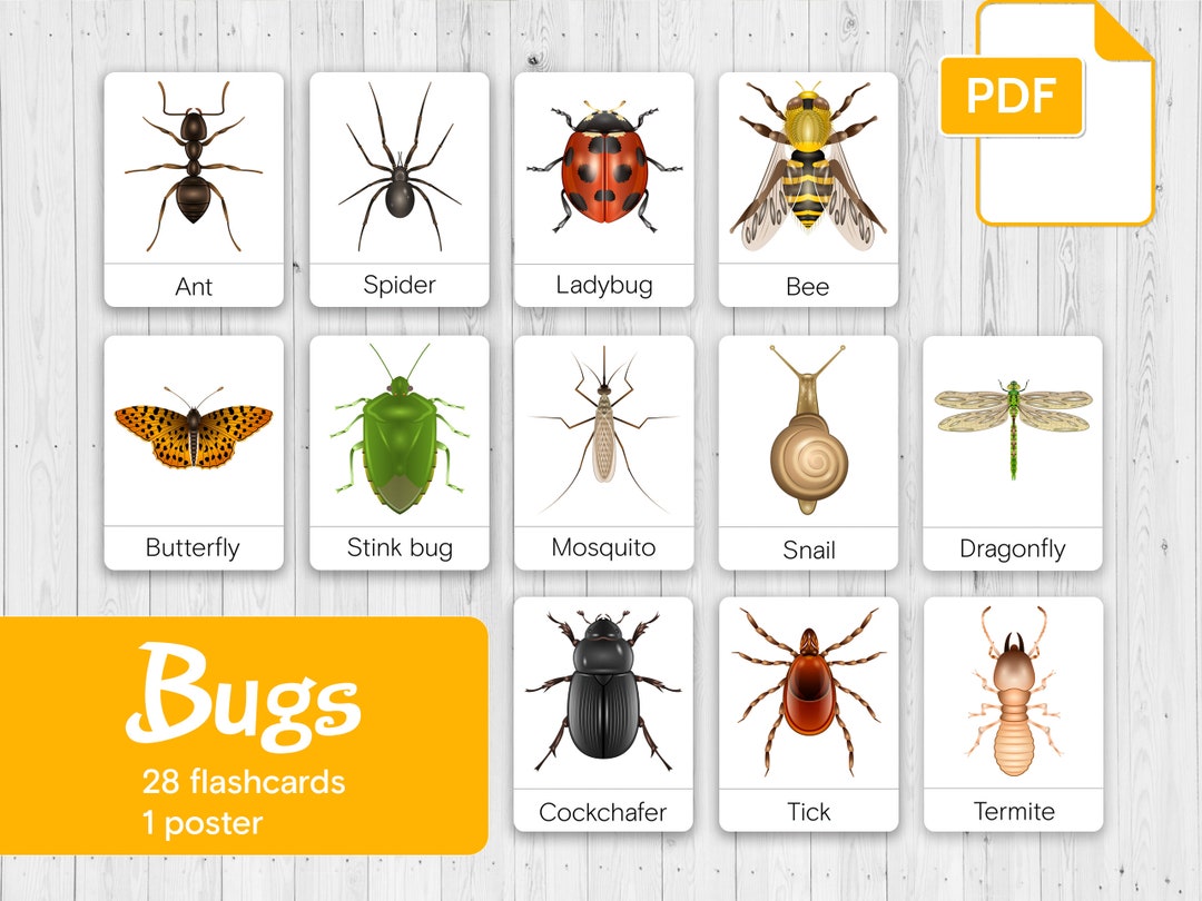 Insects Flash Cards + Poster: Montessori Learning Material (PDF) - Etsy
