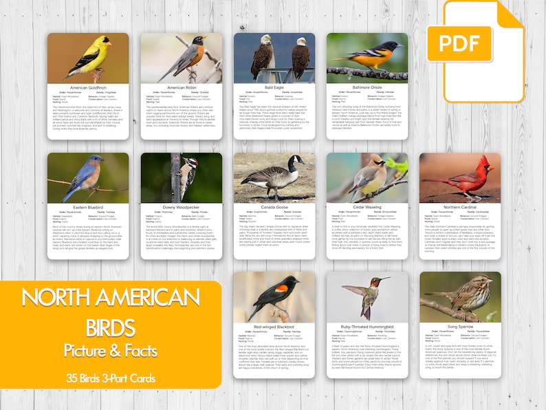 North American Birds Montessori Cards: Flash Cards (PDF) - Etsy