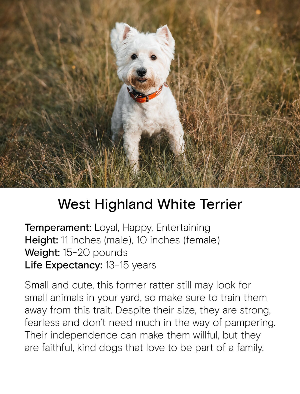 DOG BREEDS, Montessori 3 Part Cards and Fact Cards, Montessori Cards ...