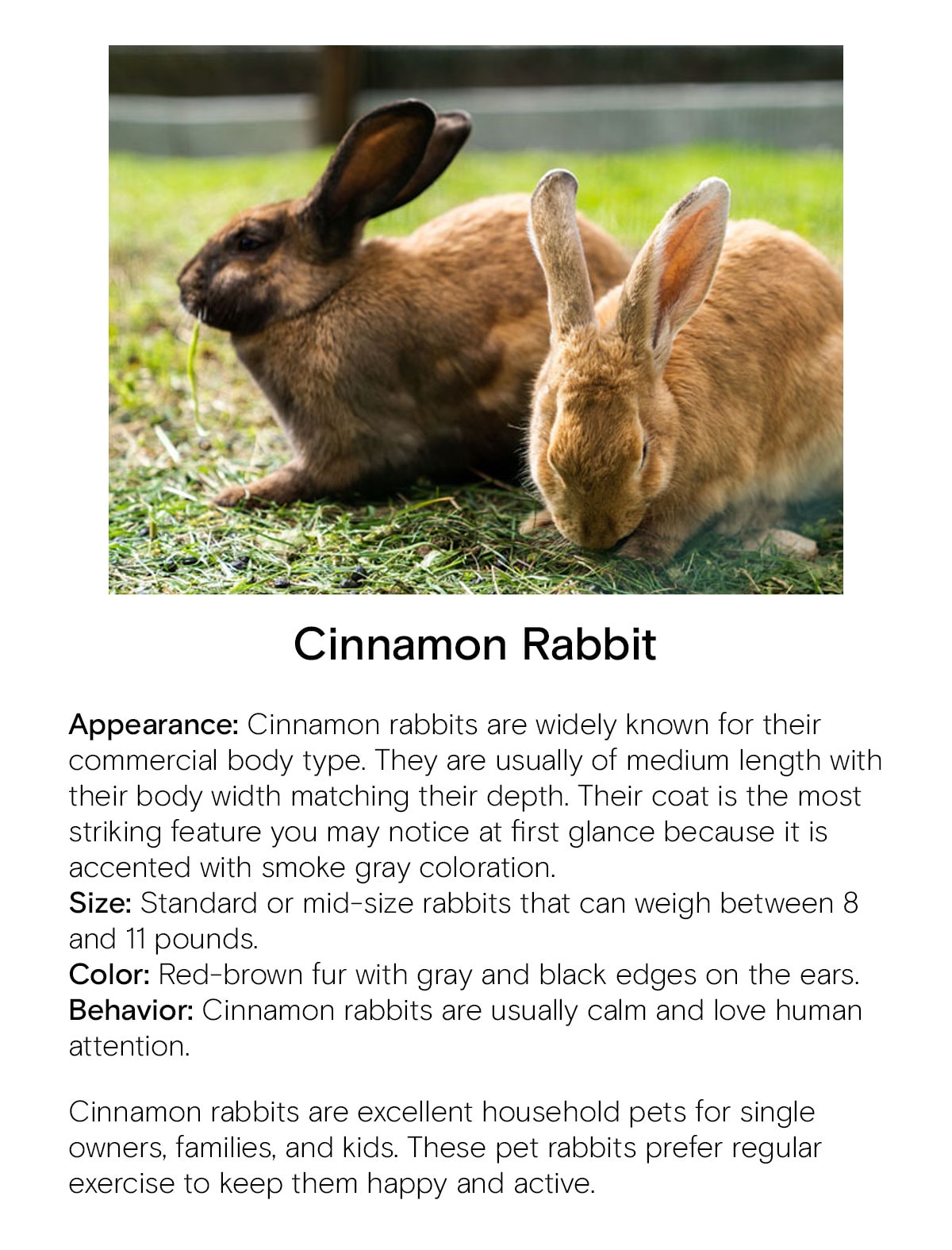 Rabbit Breeds Montessori Cards: Educational Flash Cards (printable PDF ...