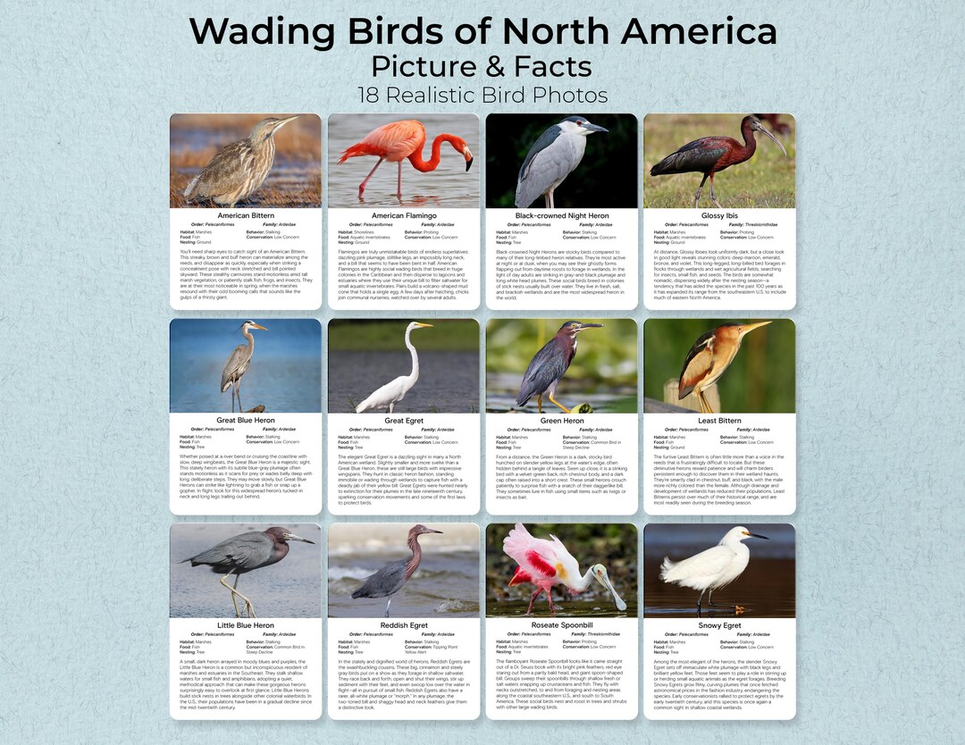 North American Wading Birds Flashcards – Montessori Nature Study (PDF ...
