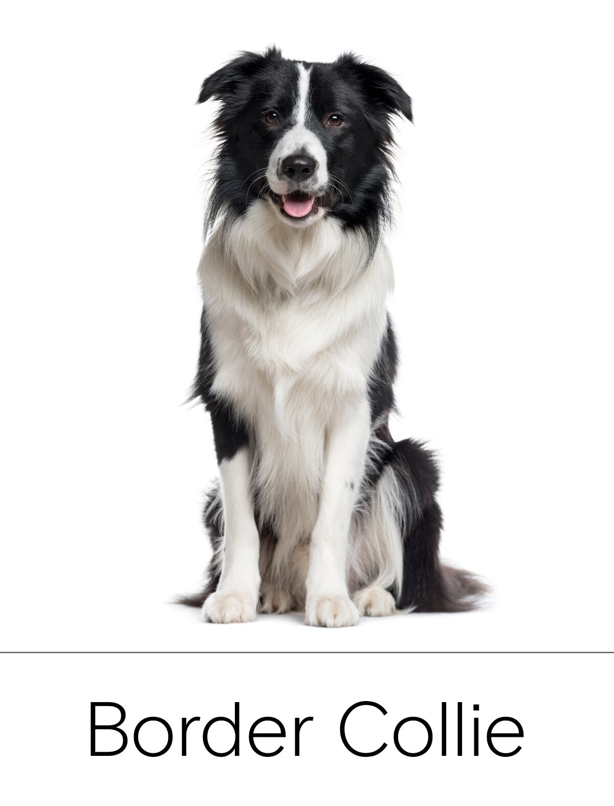 DOG BREEDS, Montessori 3 Part Cards and Fact Cards, Montessori Cards ...