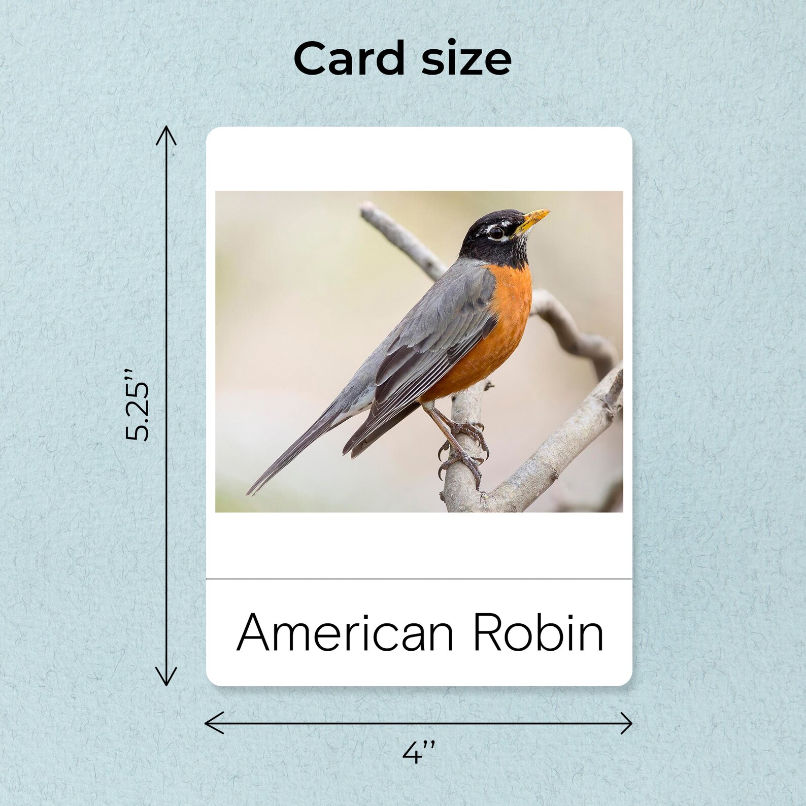 BACKYARD Birds of NORTH CAROLINA + Poster, Facts & Picture, Montessori ...