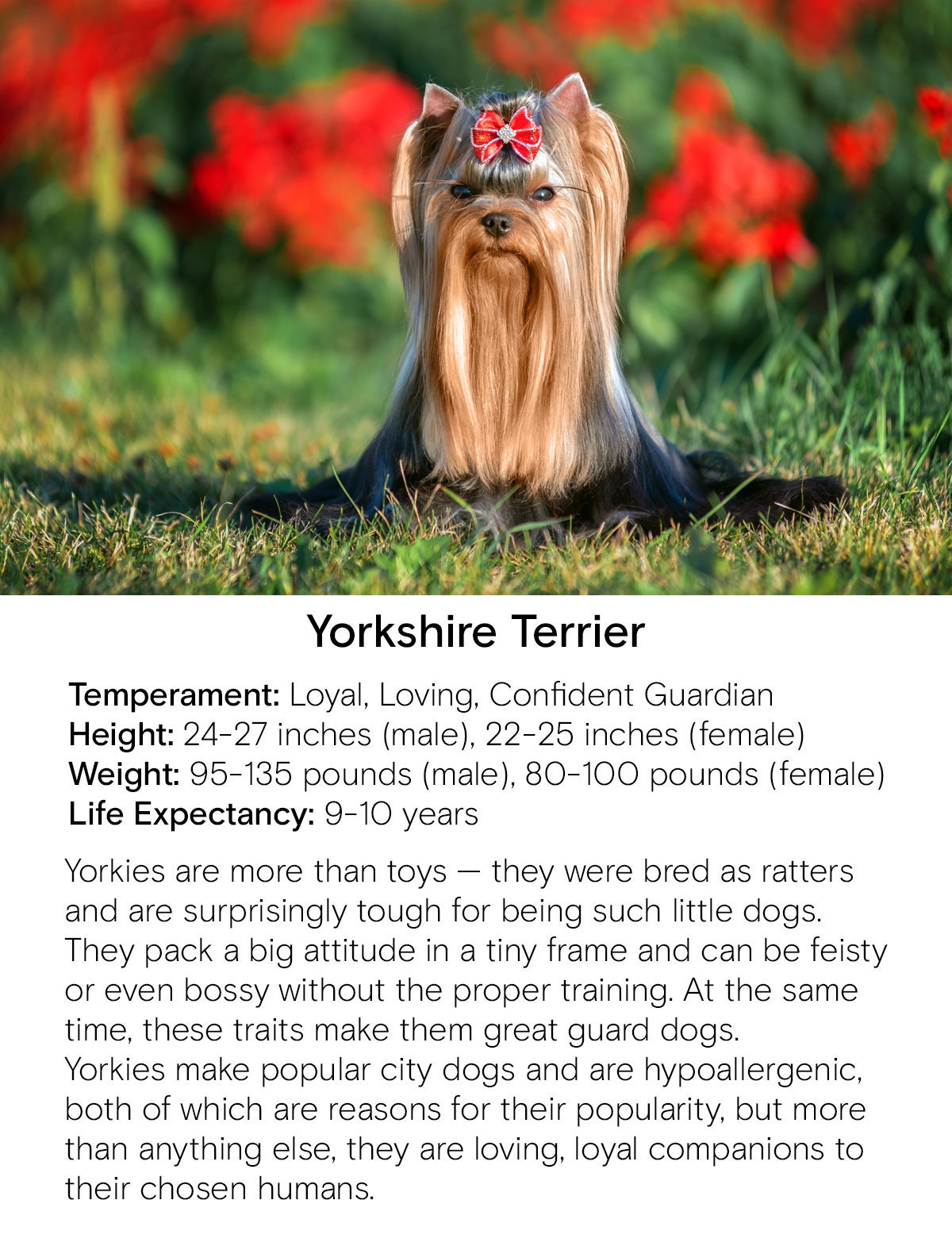 DOG BREEDS, Montessori 3 Part Cards and Fact Cards, Montessori Cards ...