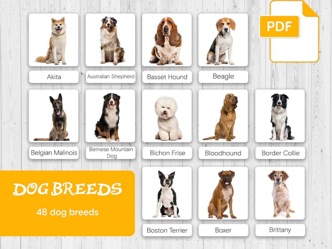 DOG BREEDS, Montessori 3 Part Cards and Fact Cards, Montessori Cards ...