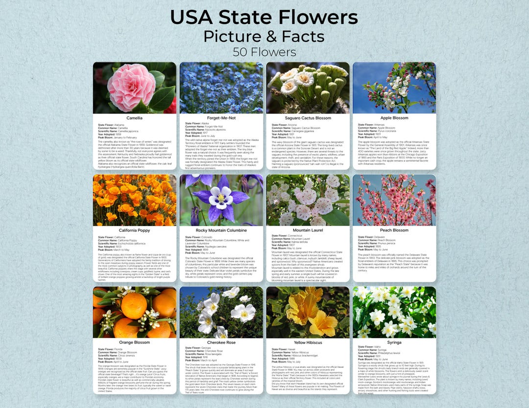 USA State Flowers Picture & Facts Cards, Homeschool Geography Printable ...