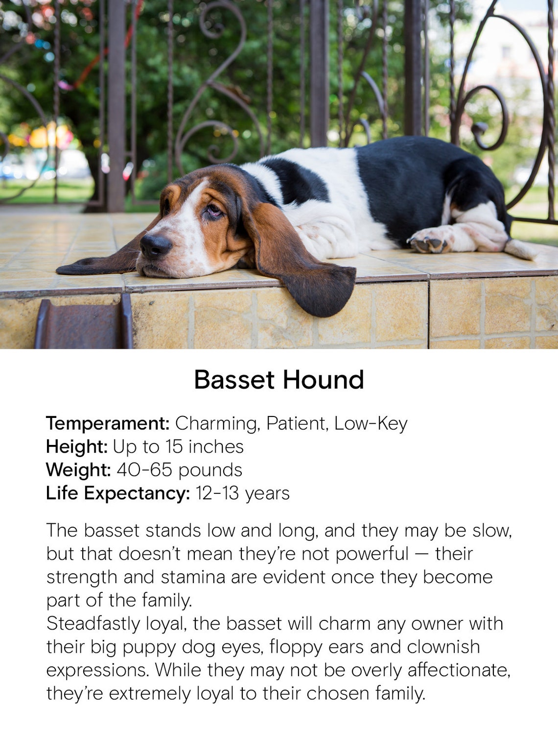 DOG BREEDS, Montessori 3 Part Cards and Fact Cards, Montessori Cards ...