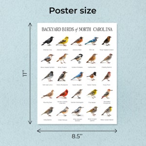 BACKYARD Birds of NORTH CAROLINA + Poster, Facts & Picture, Montessori ...