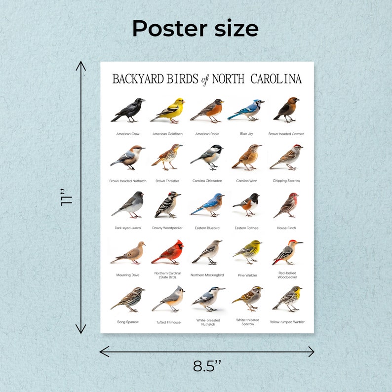 BACKYARD Birds of NORTH CAROLINA + Poster, Facts & Picture, Montessori ...