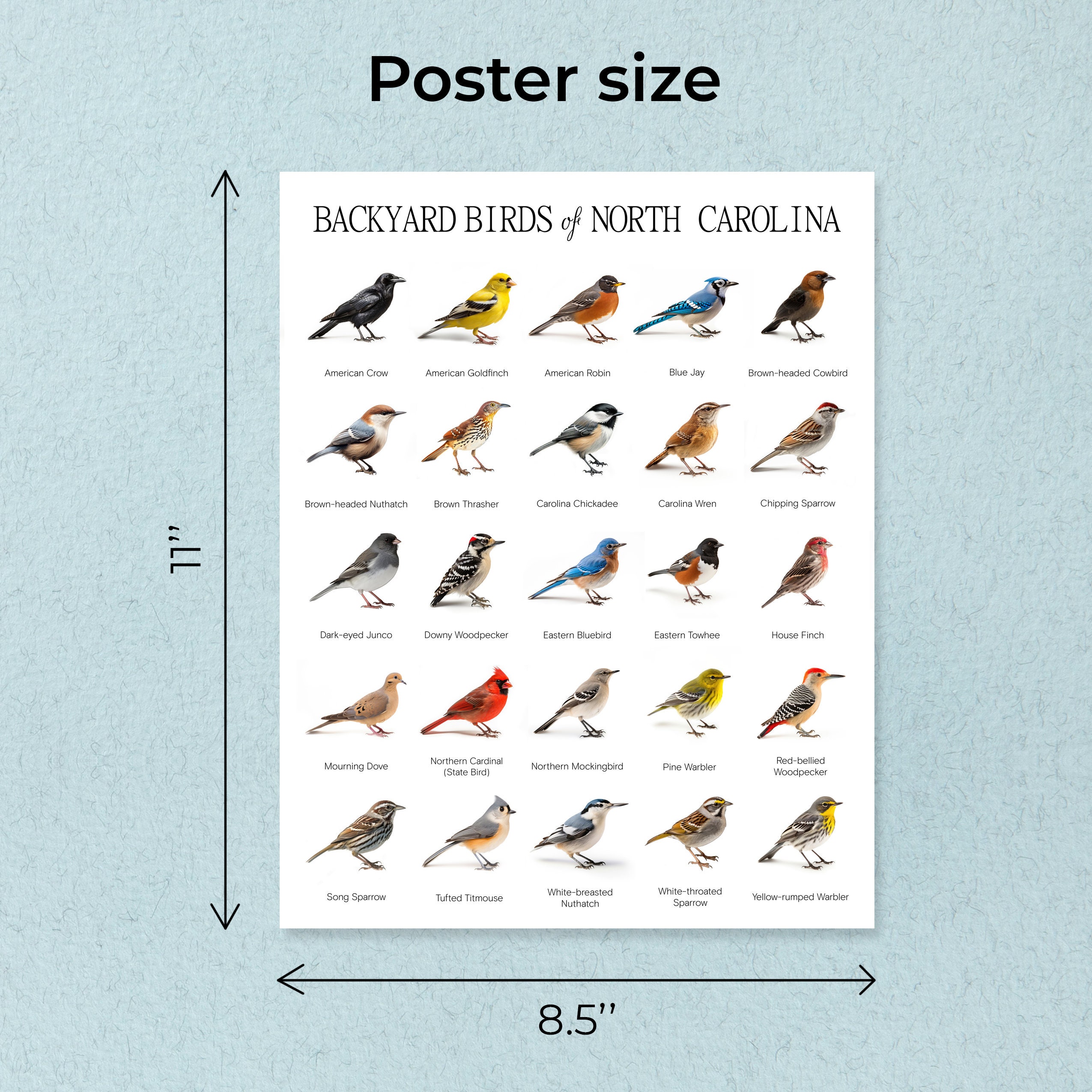 BACKYARD Birds of NORTH CAROLINA + Poster, Facts & Picture, Montessori ...