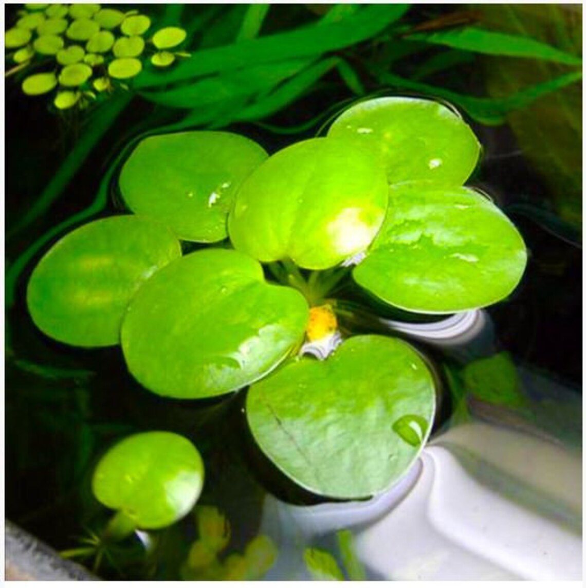 Frogbit - Etsy