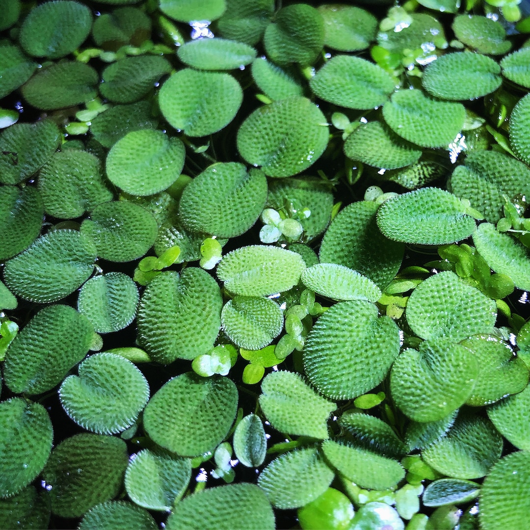 Water Spangles - Etsy