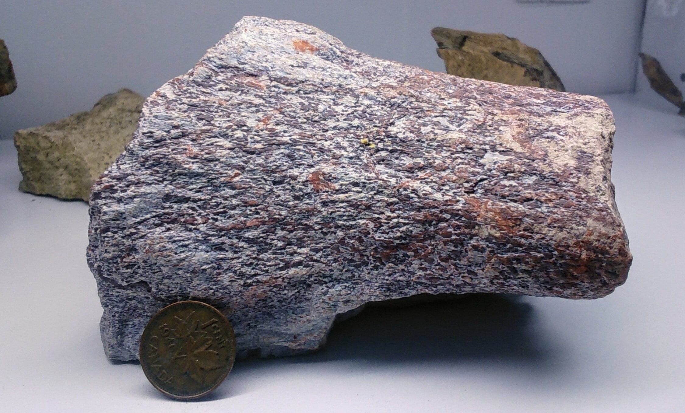 LARGE Tyrannosaurus Rex Dinosaur Bone 100 Million Years Old - Etsy