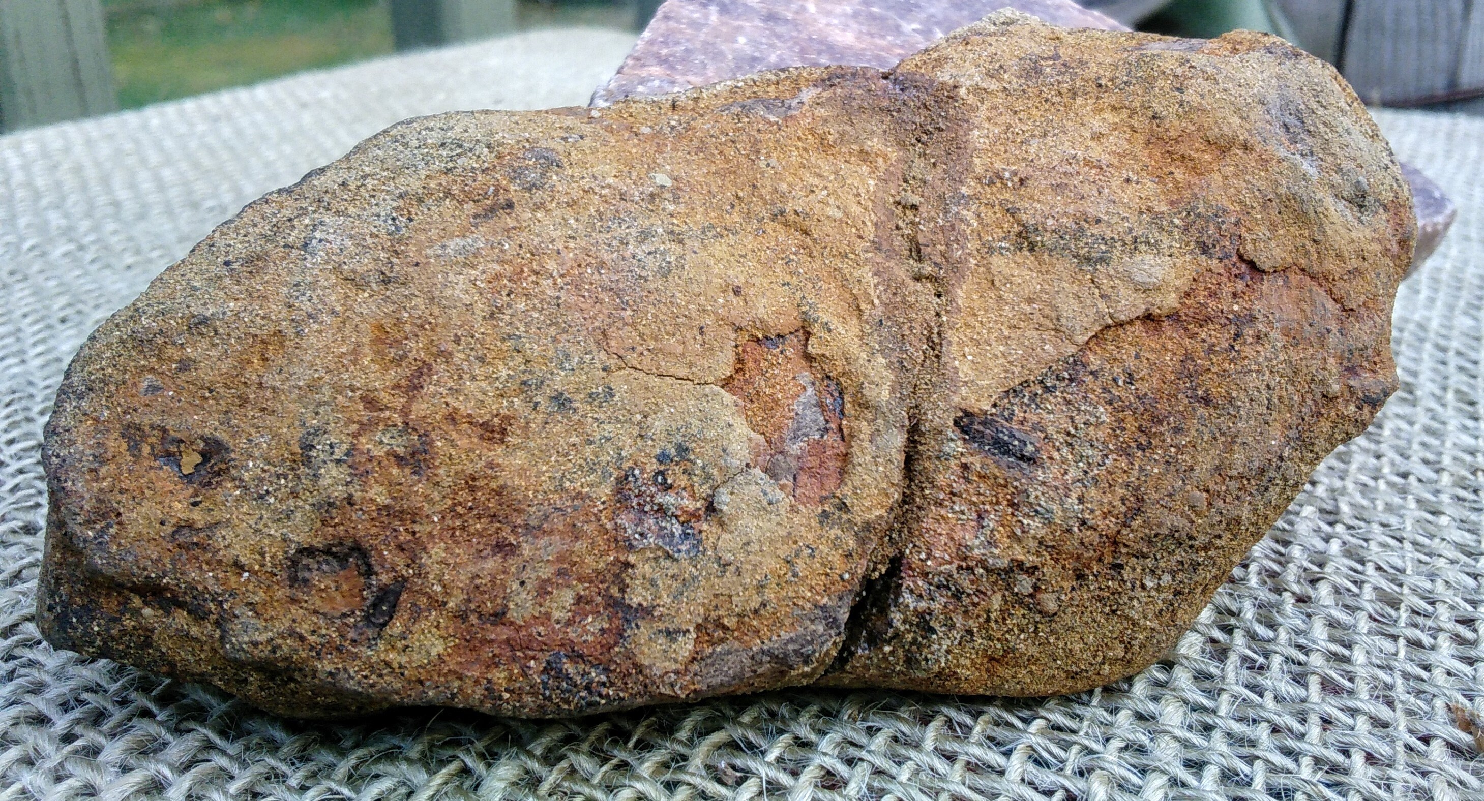 Triceratops Dinosaur Bone Frill Section 68 Million Years - Etsy