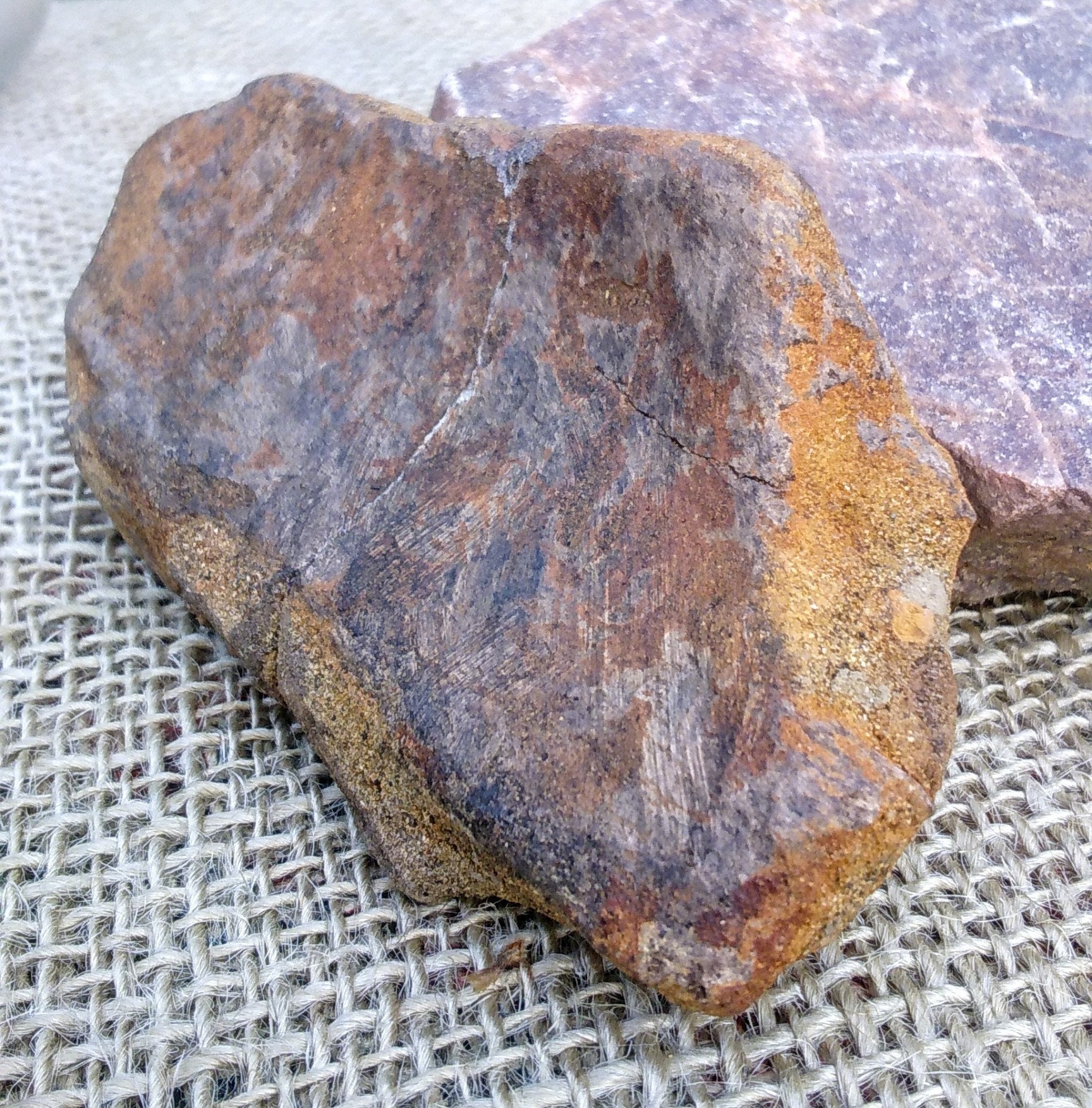 Triceratops Dinosaur Bone Frill Section 68 Million Years - Etsy