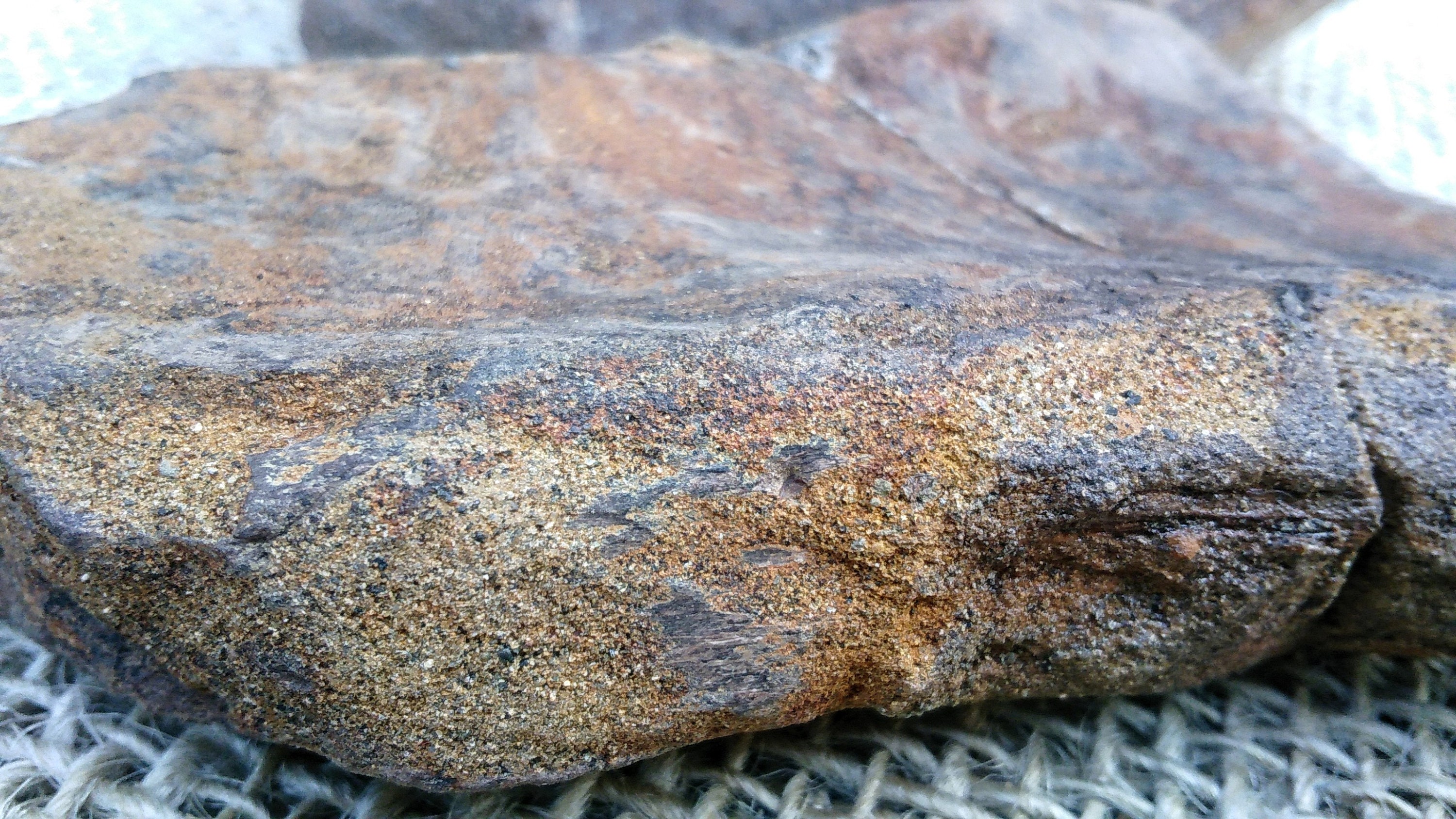 Triceratops Dinosaur Bone Frill Section 68 Million Years - Etsy