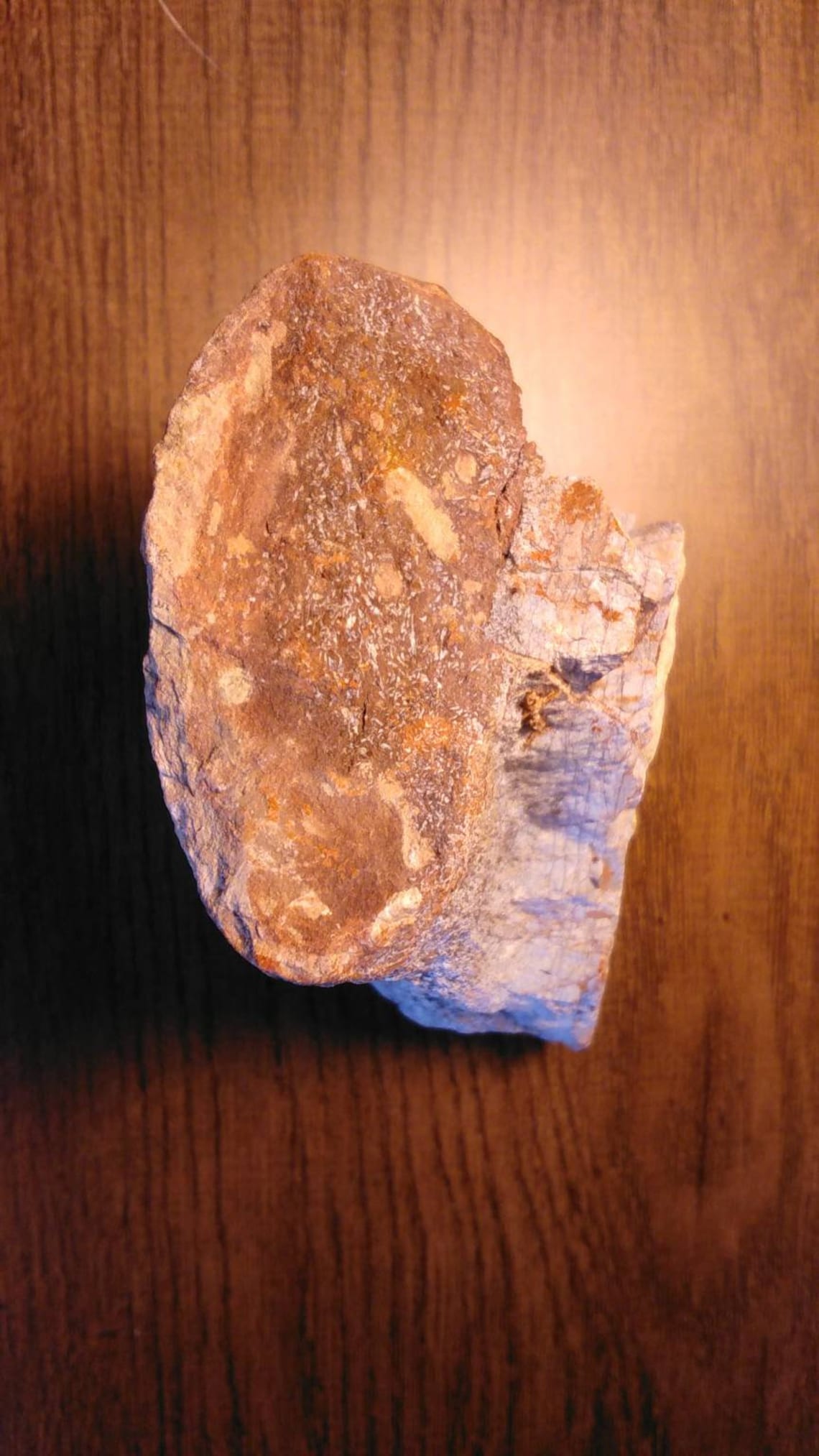 LARGE Tyrannosaurus Rex Dinosaur Bone 100 Million Years Old - Etsy